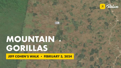 Relive 'Mountain gorillas'